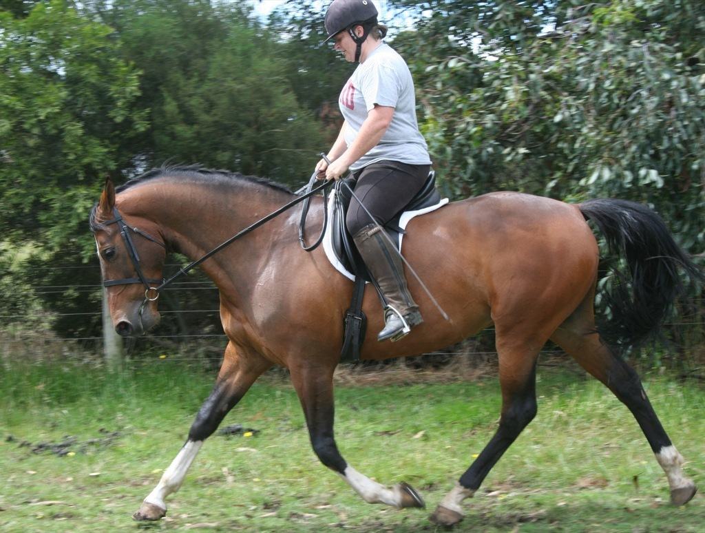 Saddle News Saddles Worldwide