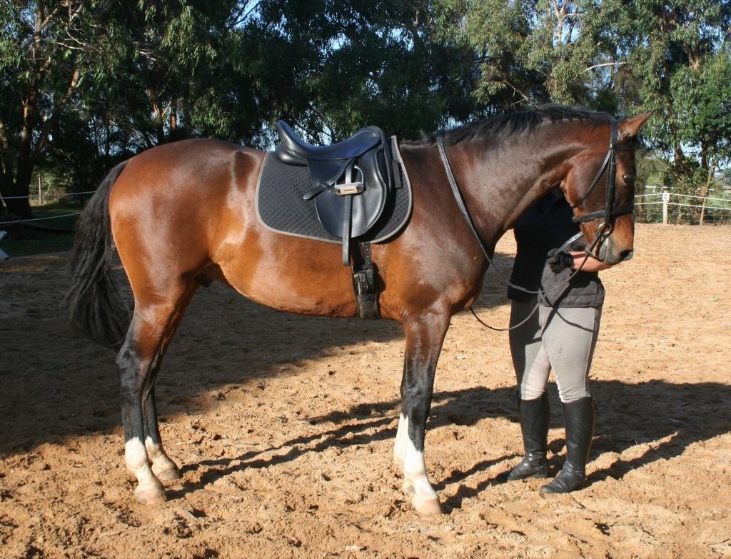 Saddle News Saddles Worldwide